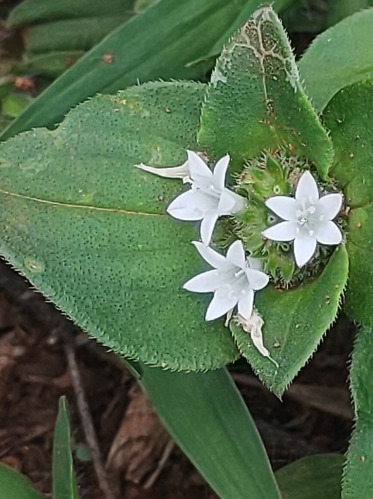 Tropical Mexican Clover from SCEN - Brasília, DF, Brasil on August 30 ...