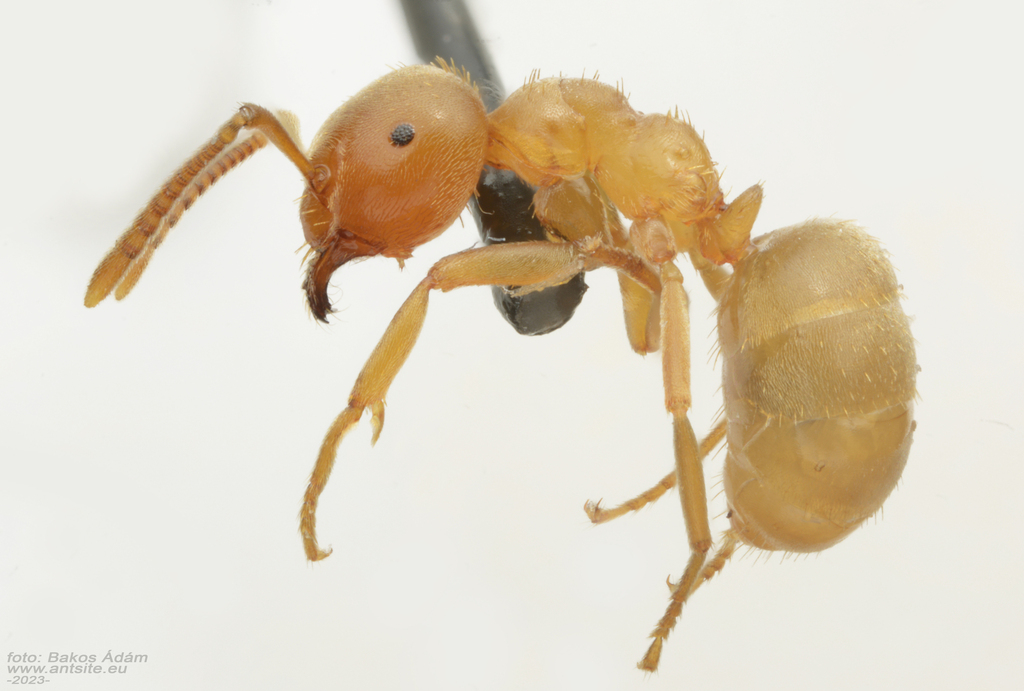 Lasius carniolicus in August 2023 by Bakos Ádám · iNaturalist