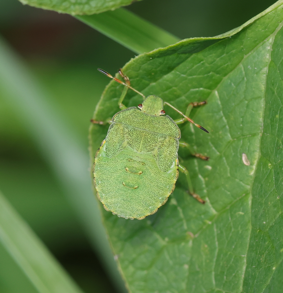 Green Shield Bug from Gonfreville-l'Orcher, France on August 30, 2023 ...