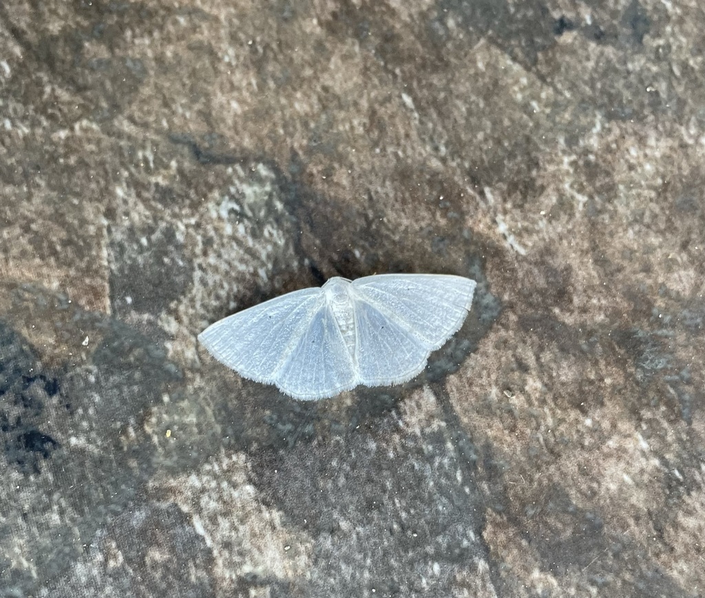 Geometer Moths from Santa Marta (Dist. Esp.), Magdalena, Colombia on ...