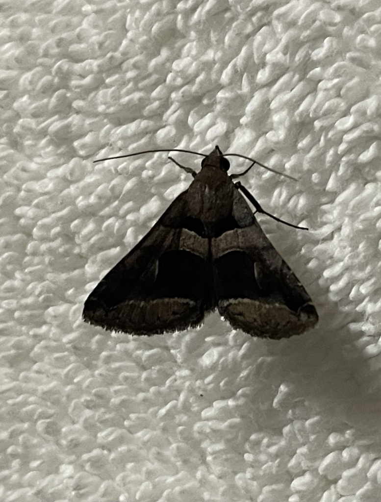 Panula inconstans from Santa Marta, Magdalena, Colombia on July 20 ...