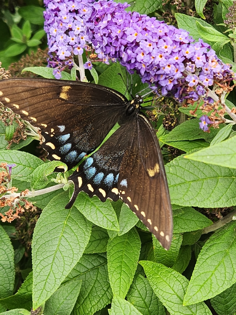 Eastern Tiger Swallowtail from Greythorne, NC, USA on August 30, 2023 ...
