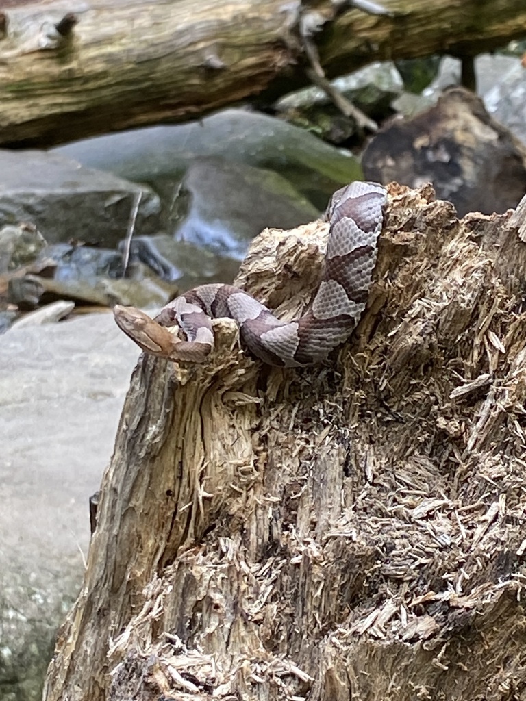 Eastern Copperhead from Cades Cove, Townsend, TN, US on August 21, 2023 ...