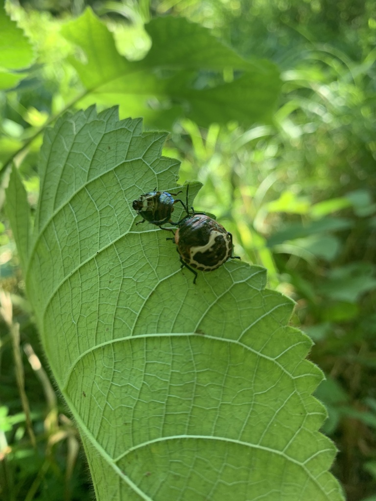 Clown Stink Bug from Shinjuku Gyoen National Garden, Shinjuku, Tokyo ...