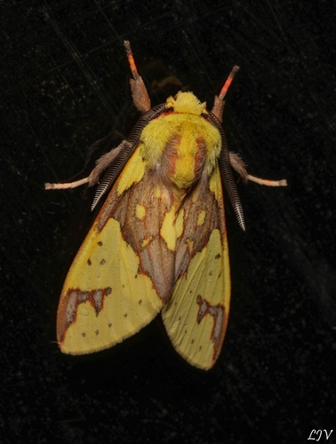 Symphlebia pyrgion · iNaturalist United Kingdom