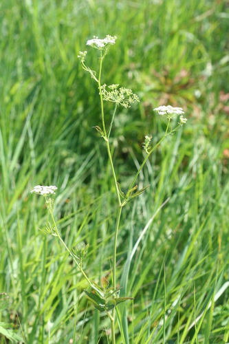 Sium sisaroideum · iNaturalist United Kingdom