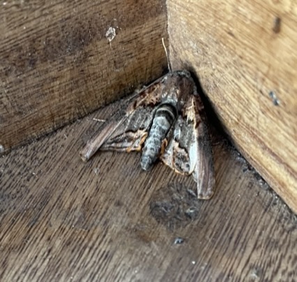Sphinx Moths from Santa Marta, Magdalena, Colombia on July 20, 2023 at ...