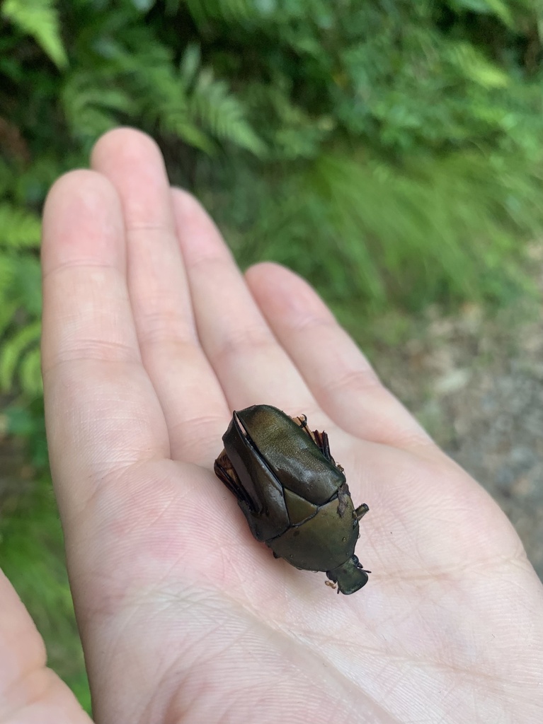 Japanese Drone Beetle from Meiji Memorial Forest Minookokutei National ...