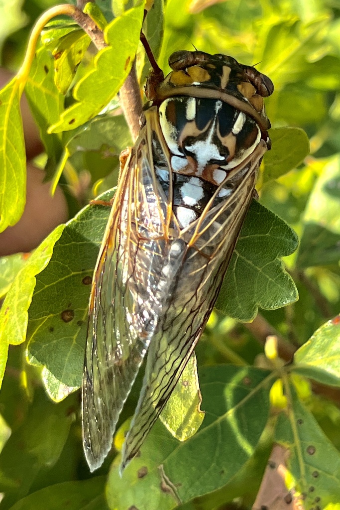 Cole's Bush Cicada from Beaver, OK, US on August 30, 2023 at 11:19 AM ...