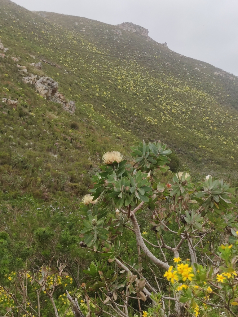 Wagon Tree from Overberg, ZA-WC, ZA on August 30, 2023 at 01:57 PM by ...