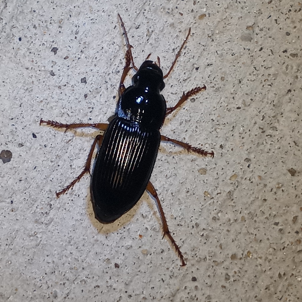 Pennsylvania Dingy Ground Beetle from Preston, MD 21655, USA on August ...