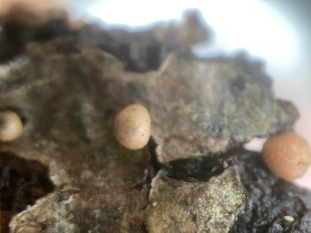 Lycogala leopardinum from Suure-Jaani, EE-VD, EE on August 30, 2023 at 03:02 PM by Elan Trybuch ...