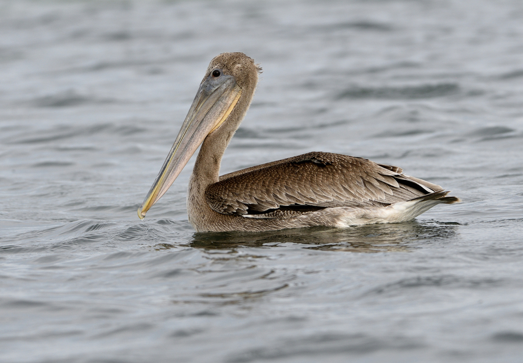 Eastern Brown Pelican from Longboat Key, FL, USA on August 5, 2023 at ...