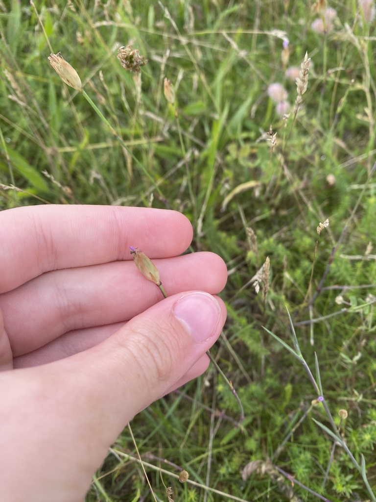 Proliferous Pink in August 2023 by Jackson Bird · iNaturalist