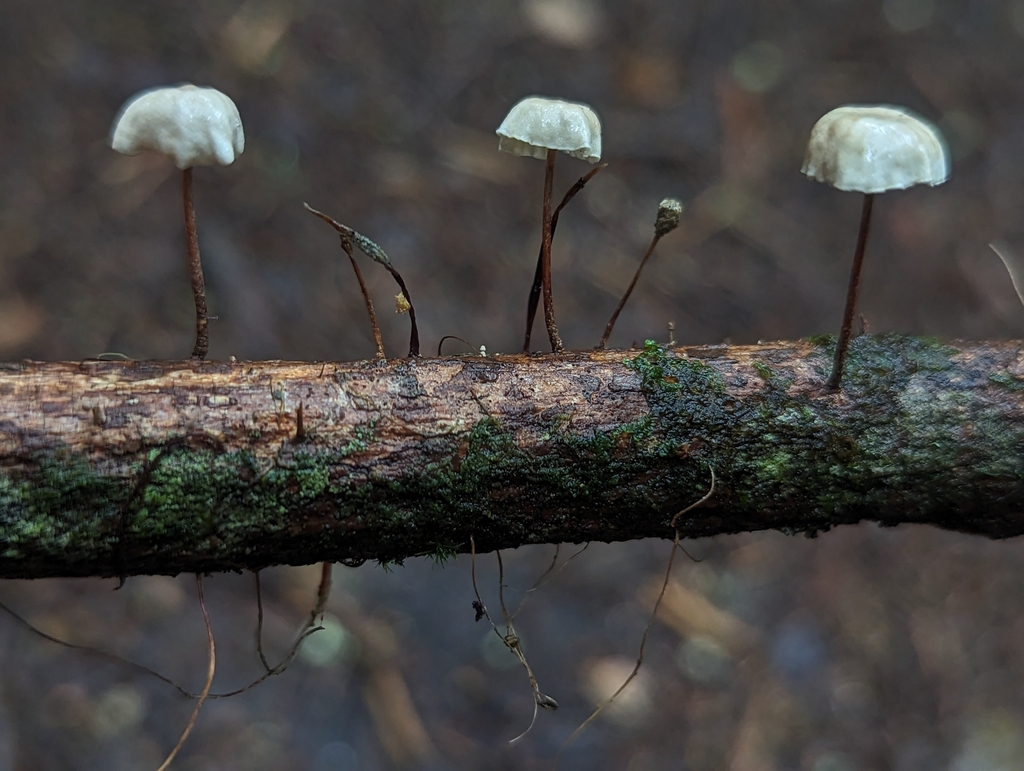 Mycetinis opacus from Pisgah Forest, NC 28768, USA on August 27, 2023 ...