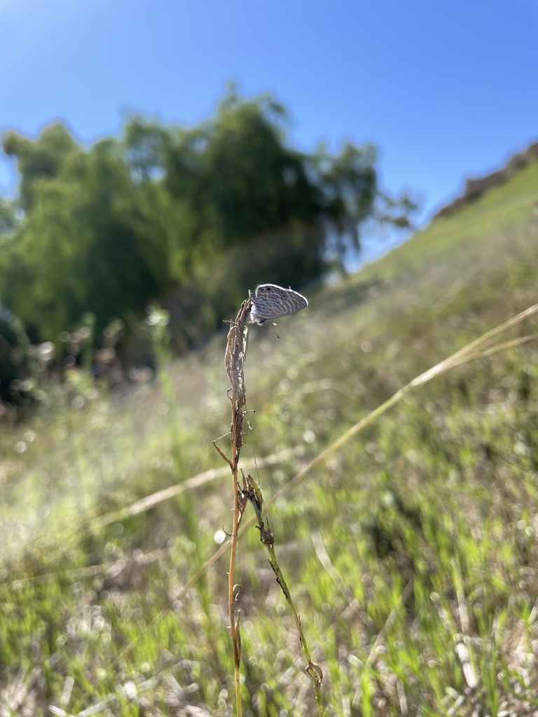 Marine Blue from California State University Channel Islands, Camarillo ...