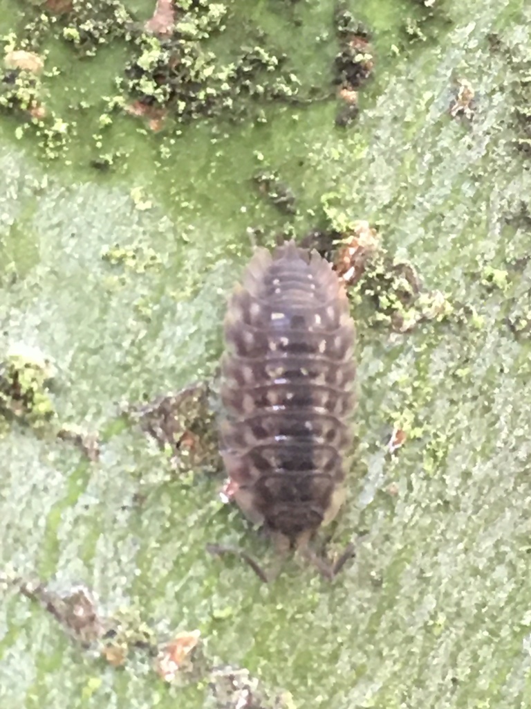 Common Shiny Woodlouse from The University of British Columbia, Greater ...