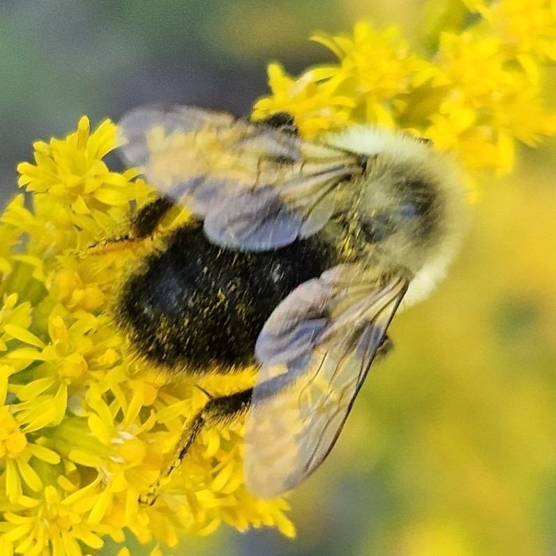 Common Eastern Bumble Bee from Sault Ste. Marie, ON P6B 5E6, Canada on ...