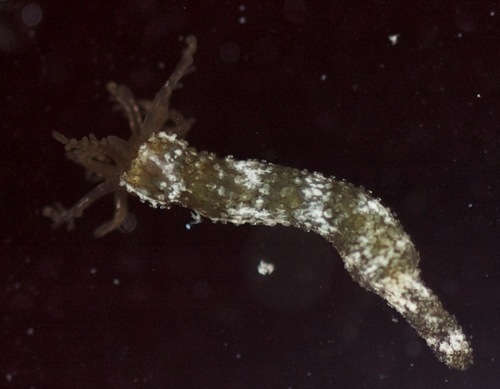 Pepino de mar (Synaptula hydriformis)