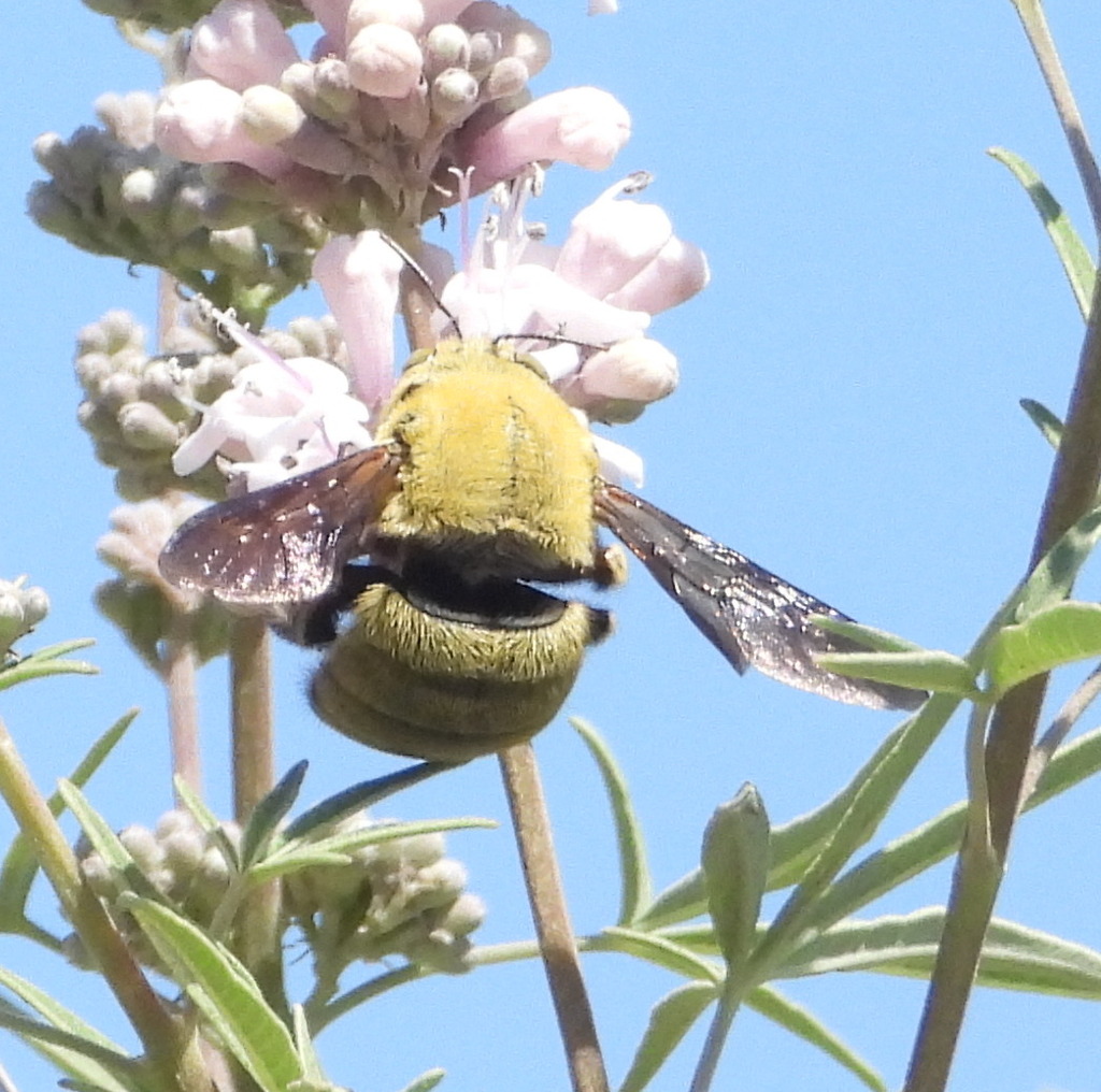 Pubescent Carpenter Bee from Perissa 847 03, Grecja on August 30, 2023 ...