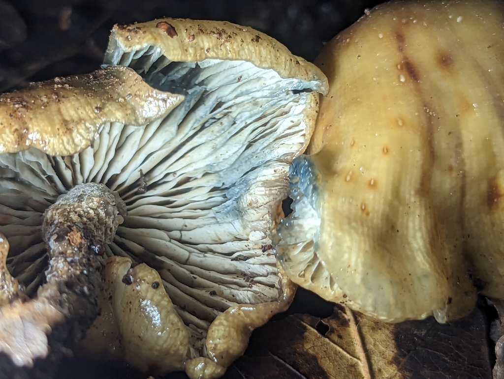 Psilocybe zapotecorum in August 2023 by Alan Rockefeller. Taste ...