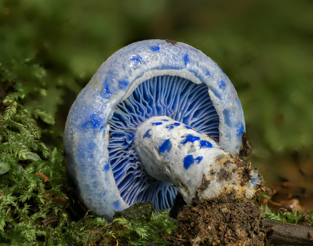 indigo milk cap from 91075 Xalapa, Ver., Mexico on August 29, 2023 at ...