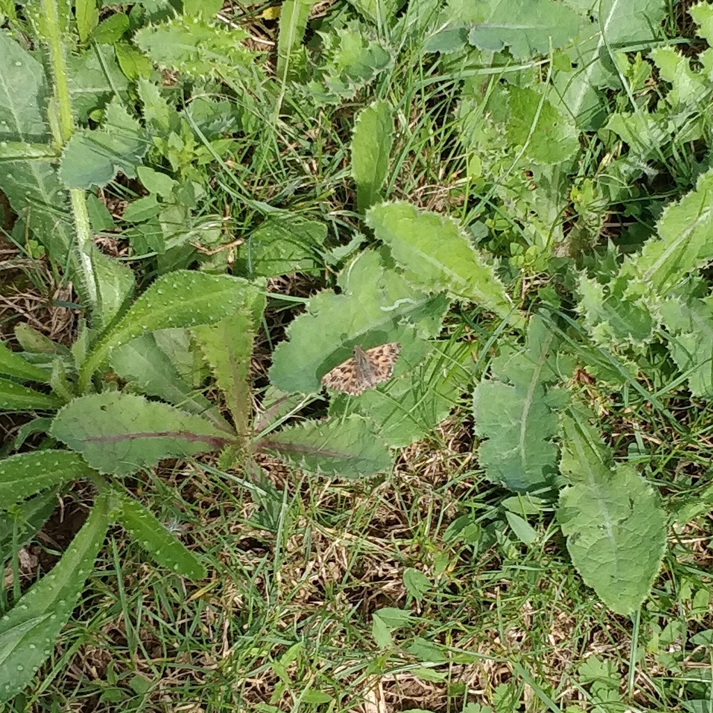 Mallow Skipper from Arboretum de Paris on August 30, 2023 at 01:17 PM ...
