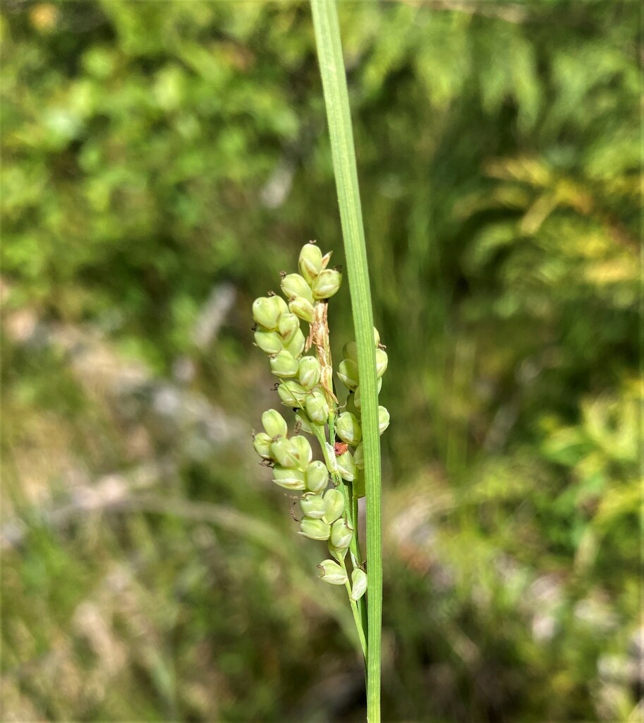 golden sedge from Longmire area, Mount Rainier National Park, Pierce ...