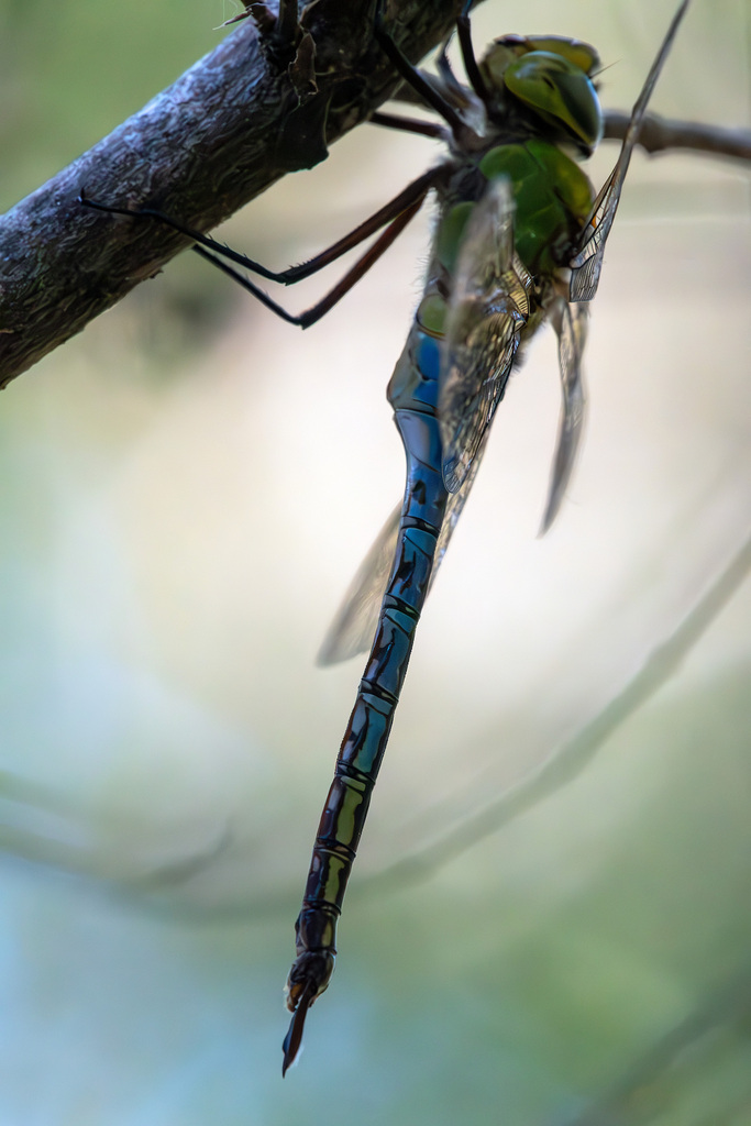 Common Green Darner from Lewisville, TX, USA on August 28, 2023 at 05: ...