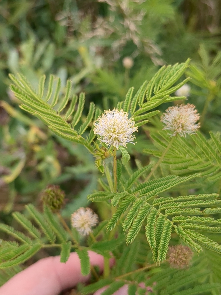Illinois bundleflower from Centerville, OH, USA on August 30, 2023 at ...