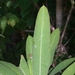 Euphorbia antso · iNaturalist