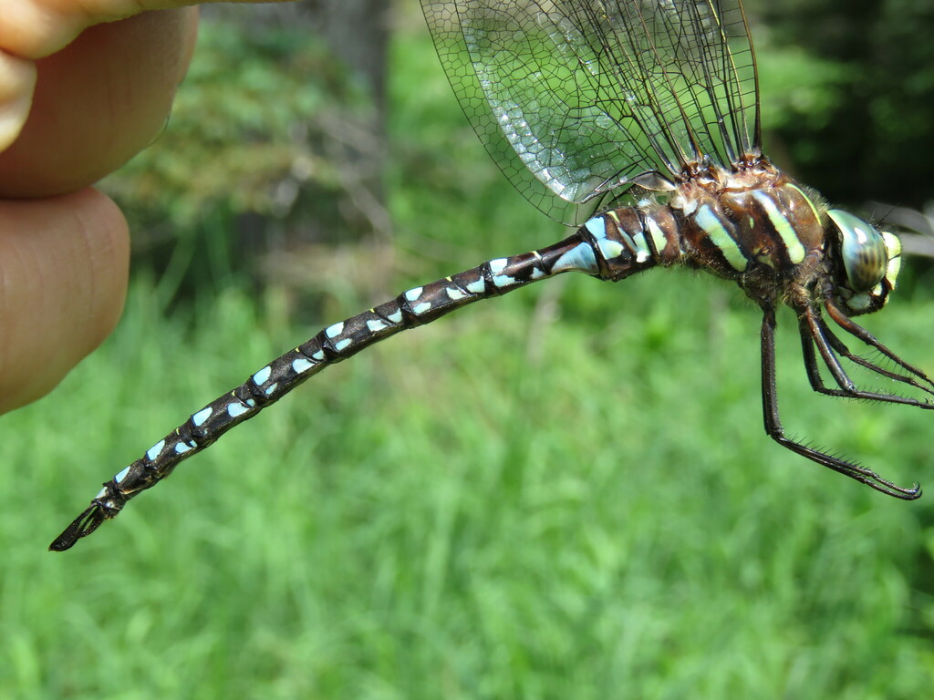Sedge Darner from Bas-Saint-Laurent, QC, Canada on July 12, 2023 at 12: ...