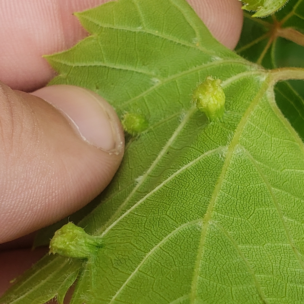 Grape Phylloxera from Erie, PA 16503, USA on August 30, 2023 at 02:18 ...