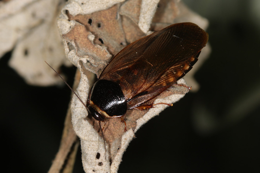 Surinam Cockroach from Passo do Lontra - Nhecolândia, Corumbá - Mato ...