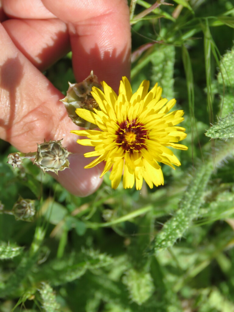 False Sow-thistle from Alicante, Spain on April 13, 2023 at 10:16 AM by ...
