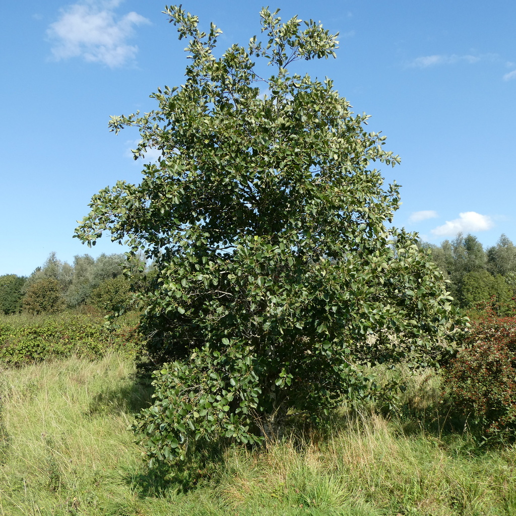 common alder from Warwickshire, UK on 30 August, 2023 at 03:59 PM by ...
