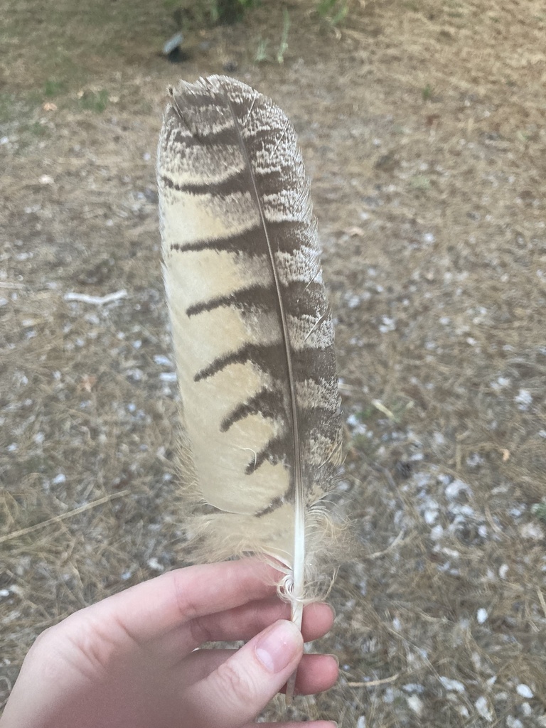 Great Horned Owl from Bidwell Park, Chico, CA, US on August 9, 2023 at ...