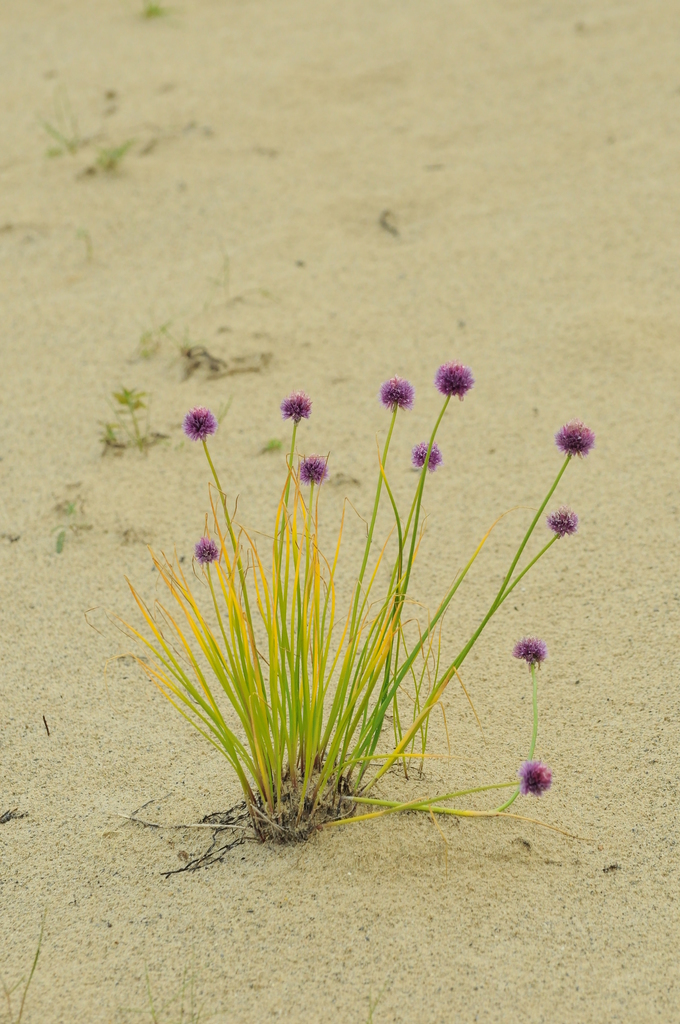 (Allioideae) - Botanical Realm