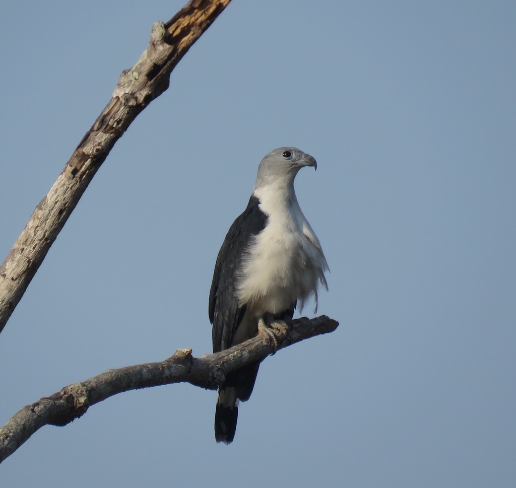 Gray-headed Kite from Provincia de Panamá, , Provincia de Panamá, PA on ...