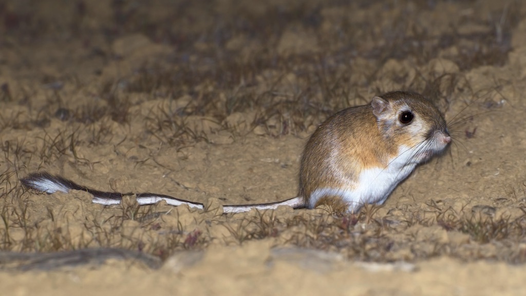 Giant Kangaroo Rat In March 2013 By Markc666 INaturalist