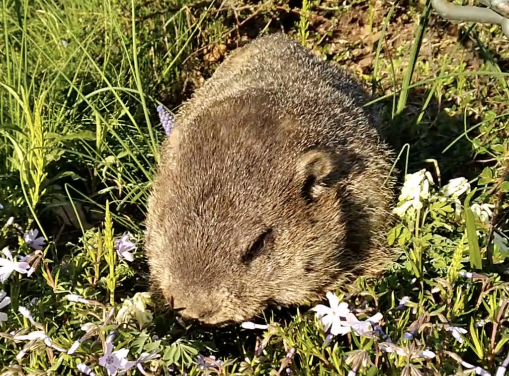 Groundhog from Fort Tryon Park, New York, NY, USA on April 17, 2022 by ...