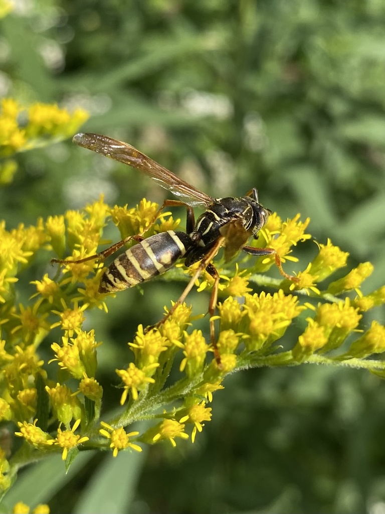 Dark Paper Wasp from Minnehaha Creek Park, Minneapolis, MN, US on ...