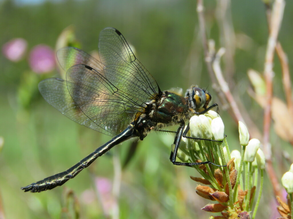 American Emerald from Gaspésie--Îles-de-la-Madeleine, QC, Canada on ...