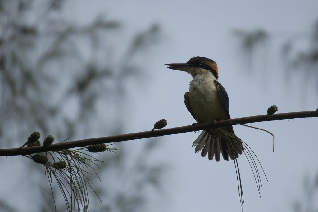 Pacific Kingfisher from Wainikeli, Fiji on March 2, 2019 at 09:07 AM by ...