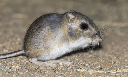 Rata canguro de Stephen (Dipodomys stephensi) · iNaturalist Mexico