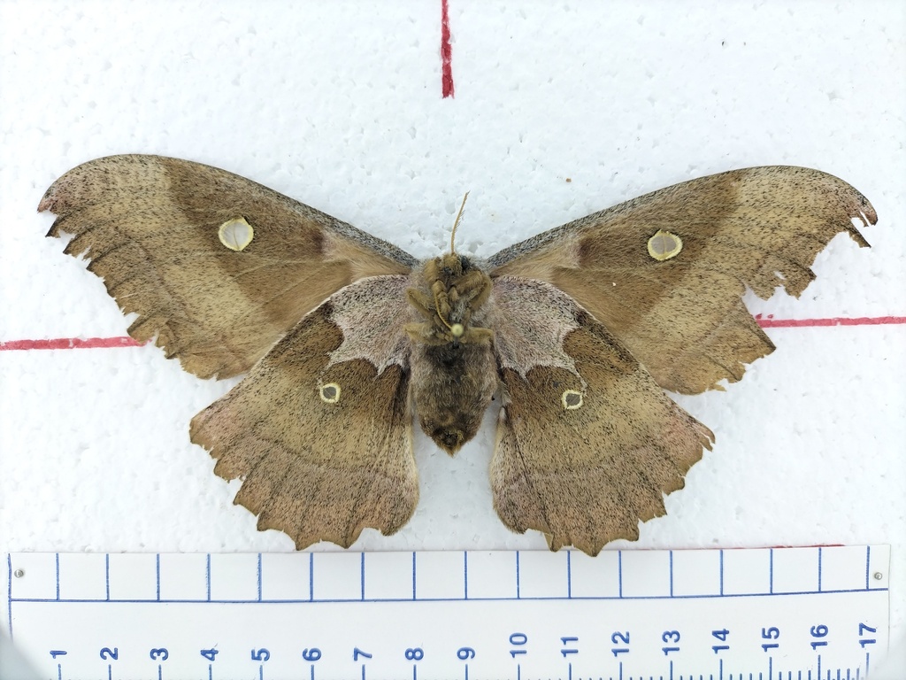 Polyphemus Moth from Barrio, El Río s/n, 52773 Magdalena Chichicaspa ...