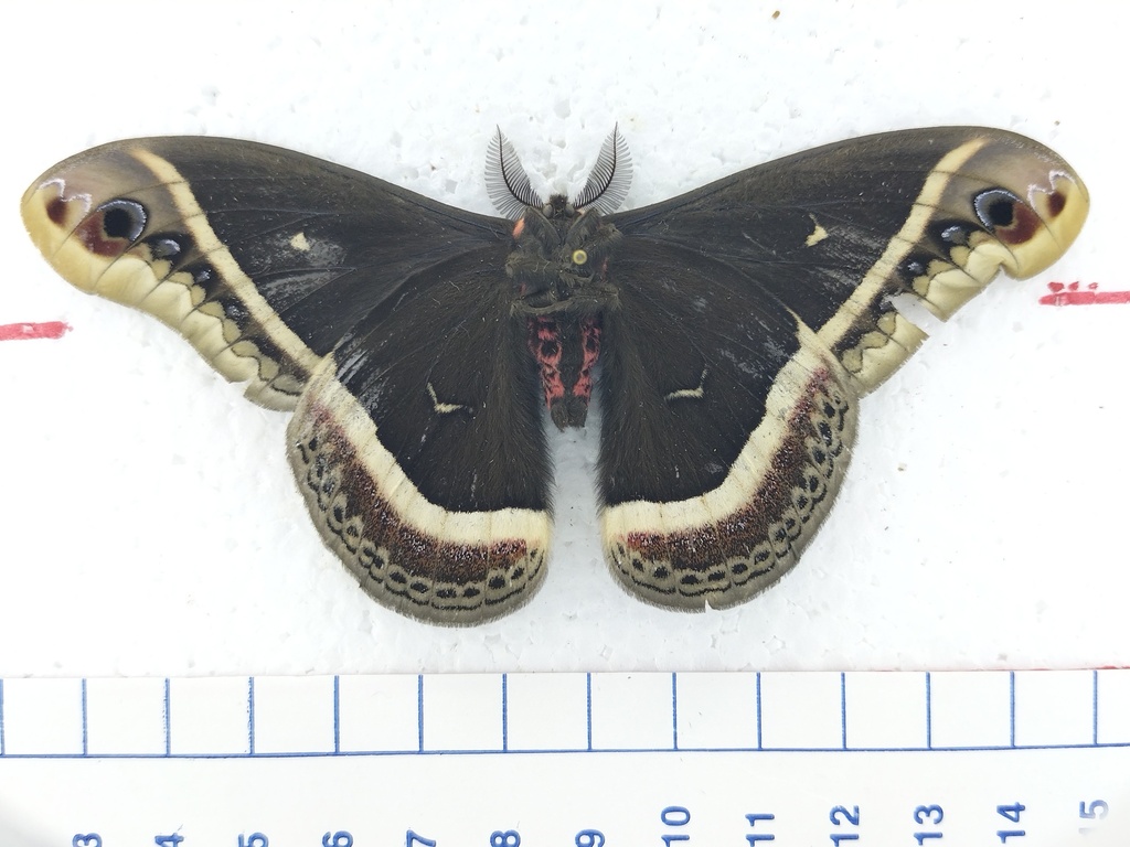 Calleta Silkmoth from Barrio, El Río s/n, 52773 Magdalena Chichicaspa ...