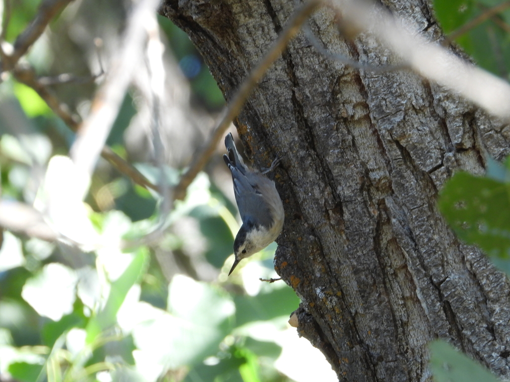 White-breasted Nuthatch from Cascade, Anderson, CA, USA on August 26 ...
