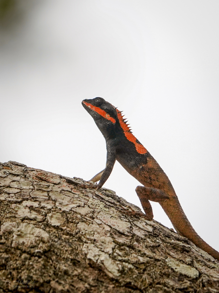 Painted-lip Lizard from Moneragala, Sri Lanka on August 29, 2023 at 09: ...
