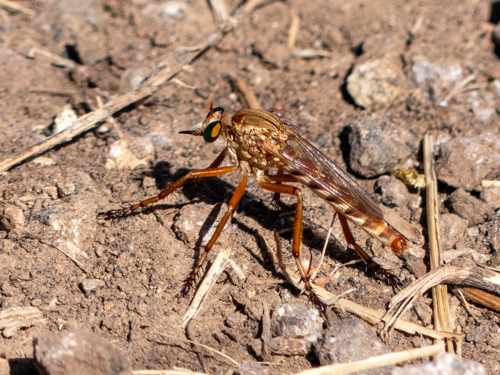 Prairie Robber Fly from Jefferson County, CO, USA on August 30, 2023 at ...